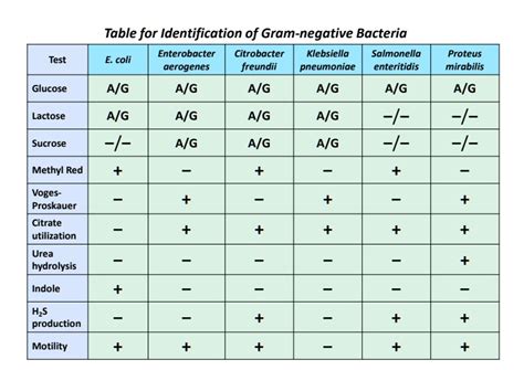 SOLVED Table For Identification Of Gram Negative Bacteria Enterobacter