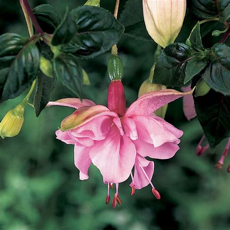 Fuchsia Pink Galore Beekenkamp Plants