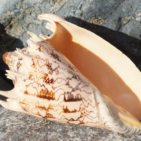 Large Seashells For Sale Buy Hermit Crab Shells For Sale Online