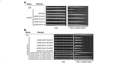 Functional Complementation Of Yeast Single And Double Mutants A Download Scientific Diagram