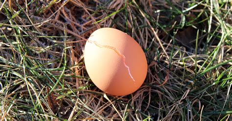 cracks and checks in eggshells why do these defects happen kalmbach