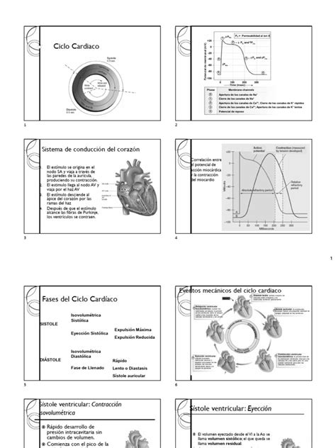 Ciclo Cardiaco Pdf Ventrículo Corazón Corazón