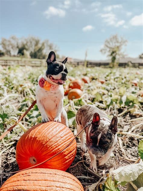 Bates Nut Farm Updated October 2024 1691 Photos And 518 Reviews