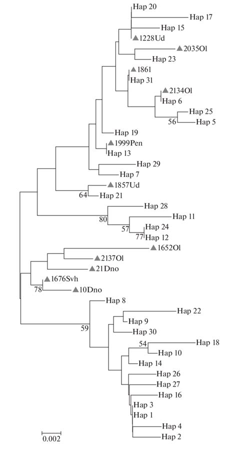 Dendrogram Of Phylogenetic Relationships Between Haplotypes Of Mtdna