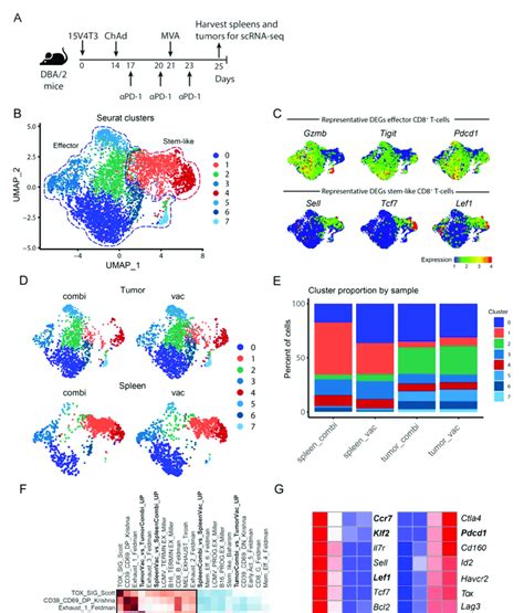 Scrna Seq Analysis Of P1a Specific Cd8 T Cells Identifies Stem Like