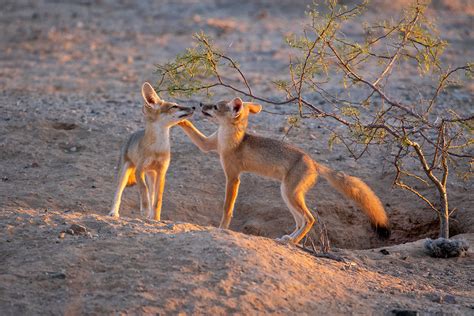 Kit Fox Trail At Sharon Heise Blog
