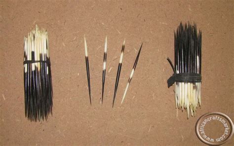 African Porcupine Quills
