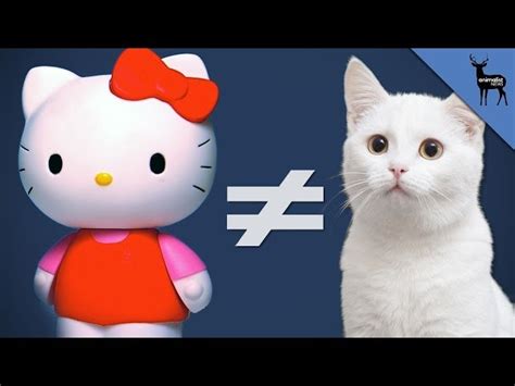 Hello Kitty Not A Cat Kass Kassthesofty Hello Kitty Not A Cat