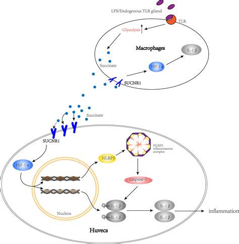 Frontiers Succinate Il 1β Signaling Axis Promotes The Inflammatory