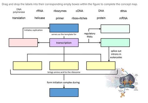 Dna And Rna Concept Map Oconto County Plat Map