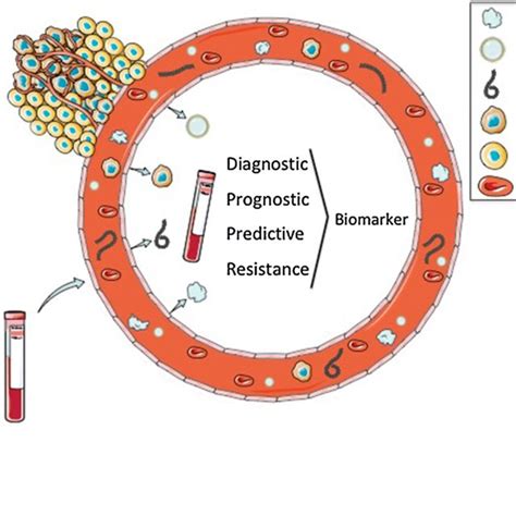 Cell Free Dna Cfdna Origins Cfdna Is Released By Normal Cells And