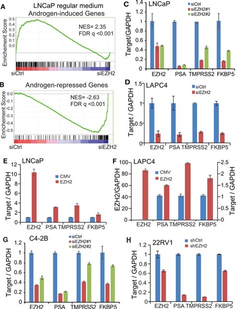 Polycomb And Methylation Independent Roles Of Ezh2 As A Transcription