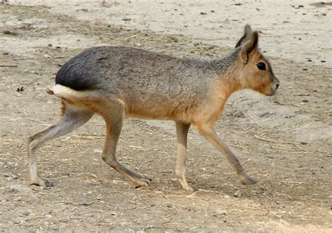 Großer Mara Großer Pampahase Großer Pampashase Dolichotis Patagonum