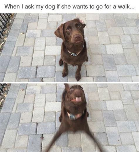 50 Hilarious And Relatable Dog Memes For National Dog Day Artofit