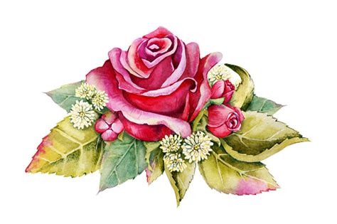 모란 꽃 핑크 버드 흰색 배경에 격리 된 손 수채화 그림 웨딩 인쇄물 초대장 축하 클립아트 엽서 생일을 위한 디자인 구에 대한