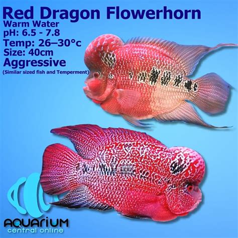 Different Types Of Flowerhorn Cichlid