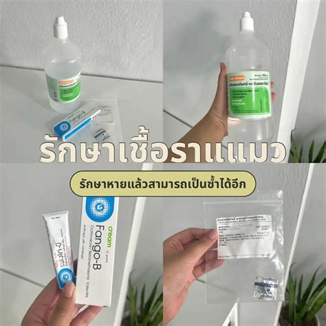 รักษาเชื้อราแมว ทั้งหมด 146 บาท 🐾🐈 แกลเลอรีที่โพสต์โดย ผักกาดไม่ใส่
