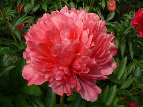 Paeonia Lorelei Verschoor Horticulture