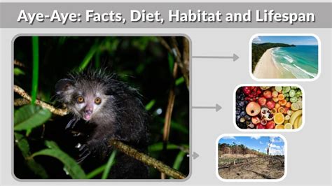 Aye Aye Facts Diet Habitat And Lifespan