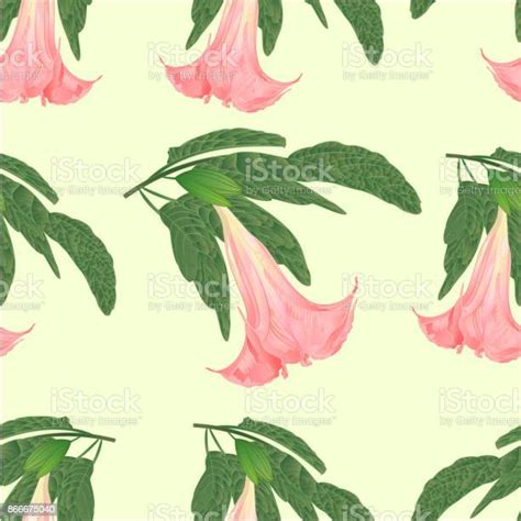 원활한 텍스처 편집 가능한 흰색 배경 빈티지 벡터 일러스트에 Brugmansia Suaveolens 약 꽃 핑크 엔젤의 트럼펫
