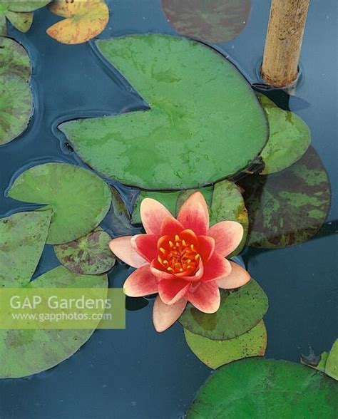 ВОДНА ЛИЛИЯ ОРАНЖЕВА АУРОРА Nymphaea Aurora М и М Трейдинг