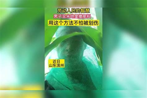 劳动人民的智慧男子玉米地里撒肥料用这个方法不怕被划伤 肥料 男子 智慧