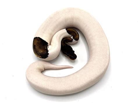 Mahogany Pied Ball Python By Royal Constrictor Designs Morphmarket