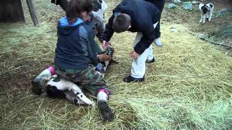 Sheep Wrangling YouTube
