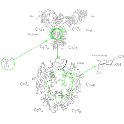 Evitria Recombinant Antibody Expression In Cho Cells