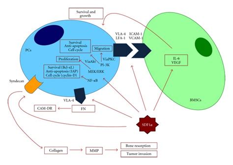 Sdf 1α Actions And Its Functional Sequelae Download Scientific Diagram