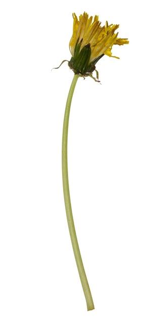 Diente de león amarillo en un fondo aislado de un largo tallo verde