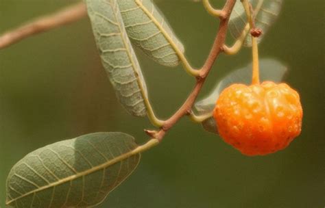 Pouco conhecida fruta mama cadela é rica em pró vitamina A e contribui para uma alimentação