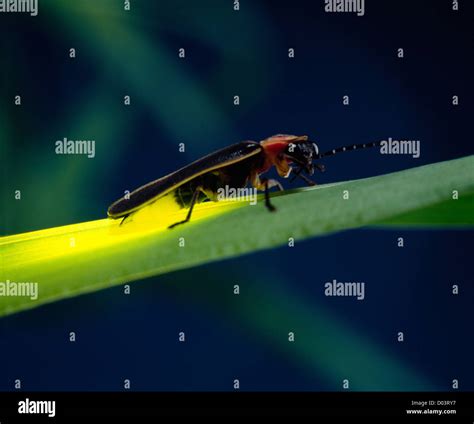 LIGHTNING BUG FIREFLY OR COMMON EASTERN FIREFLY PHOTINUS PYRALIS ADULT ON GRASS