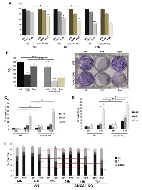 Analysis Of Drugs Effects On Wt And Anxa1 Ko Mia Paca 2 Cells A The