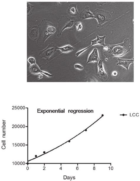 Phase Contrast Micrographs Showing Morphology Of A Pleural