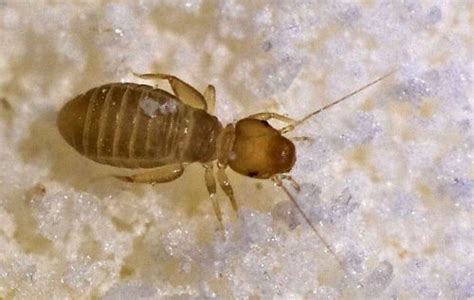 14 Bugs That Look Like Silverfish With Pictures