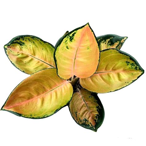Jual Tanaman Hias Aglonema Sultan Brunai Tanaman Bunga Hidup Murah