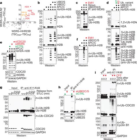 Apc C Wdr5 Decorates Histone Proteins With K11 K48 Branched Ubiquitin Download Scientific