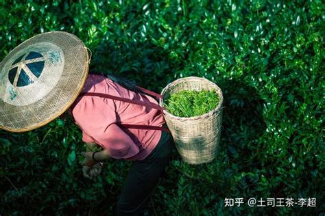 永顺莓茶多少钱一斤？ 知乎