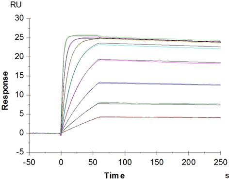 Fc Gamma Receptor Spr Binding Assays Biaffin Gmbh And Co Kg