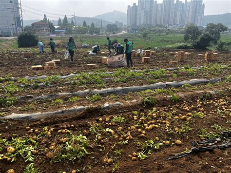 대산읍 대산읍 대산읍새마을남녀지도자협의회 감자수확 2023 6 23금 07시 이른