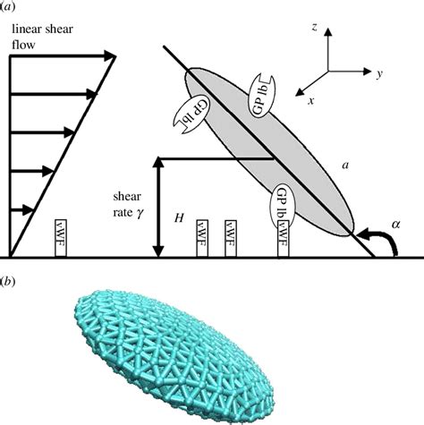 Figure 2 From Three Dimensional Multi Scale Model Of Deformable Platelets Adhesion To Vessel