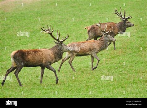 Rothirsch Cervus elaphus Männchen bei der Brunft in den Alpen Herbst