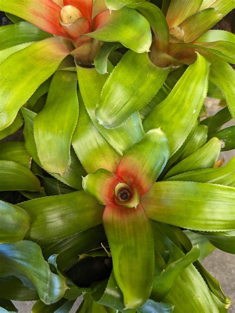 Neoregelia Blushing Bromeliad Guildford Garden Centre