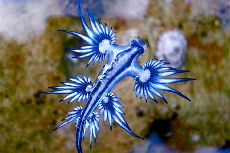 Glaucus Atlanticus O Dragón Azul Hábitat Qué Come Es Venenoso Y