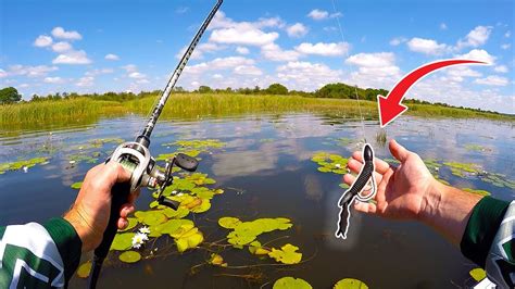 Largemouth Bass Crushing Creature Baits In Heavy Cover Lilly Pads