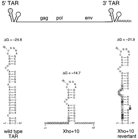 Hiv 1 Genomes With 5 And 3 Tar Mutations The Upper Schematic Shows
