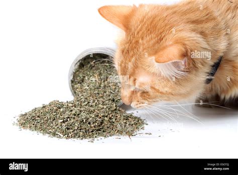 orange cat smelling dried catnip spilled over from container on white