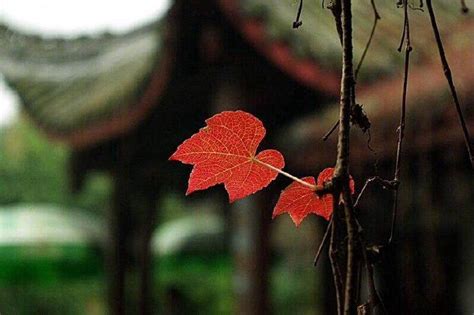 梦后楼台高锁酒醒帘幕低垂