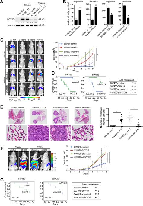 Sox13 Promotes Crc Migration Invasion And Metastasis A Western